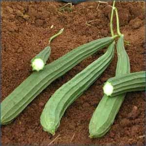 Essence-de-life: Beerakaya/Ridge gourd Pachadi/Pickle