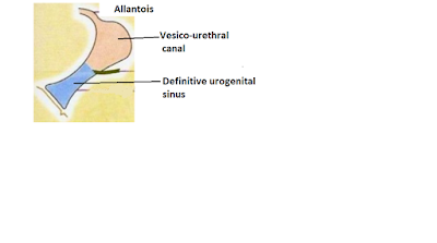 easyhumanatomy: Embryology of cloaca : derivative and easiest summary