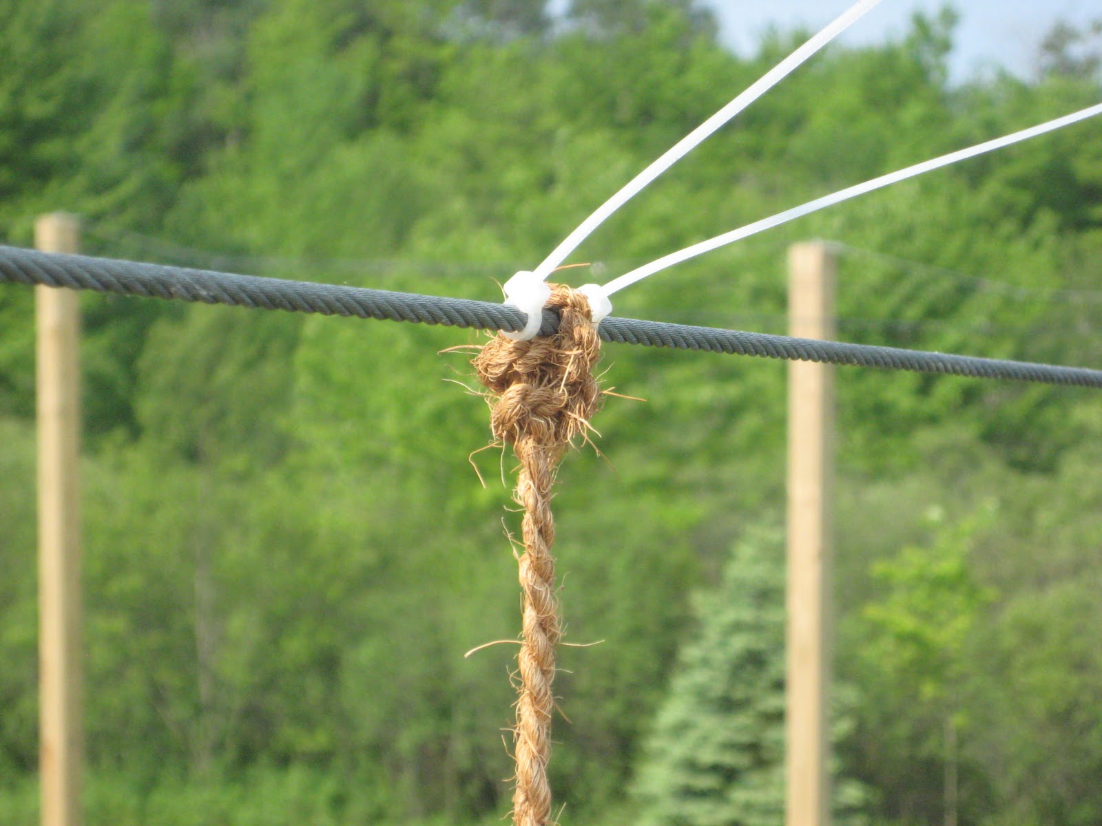 Michigan Hops Farm: Stringing the Hops