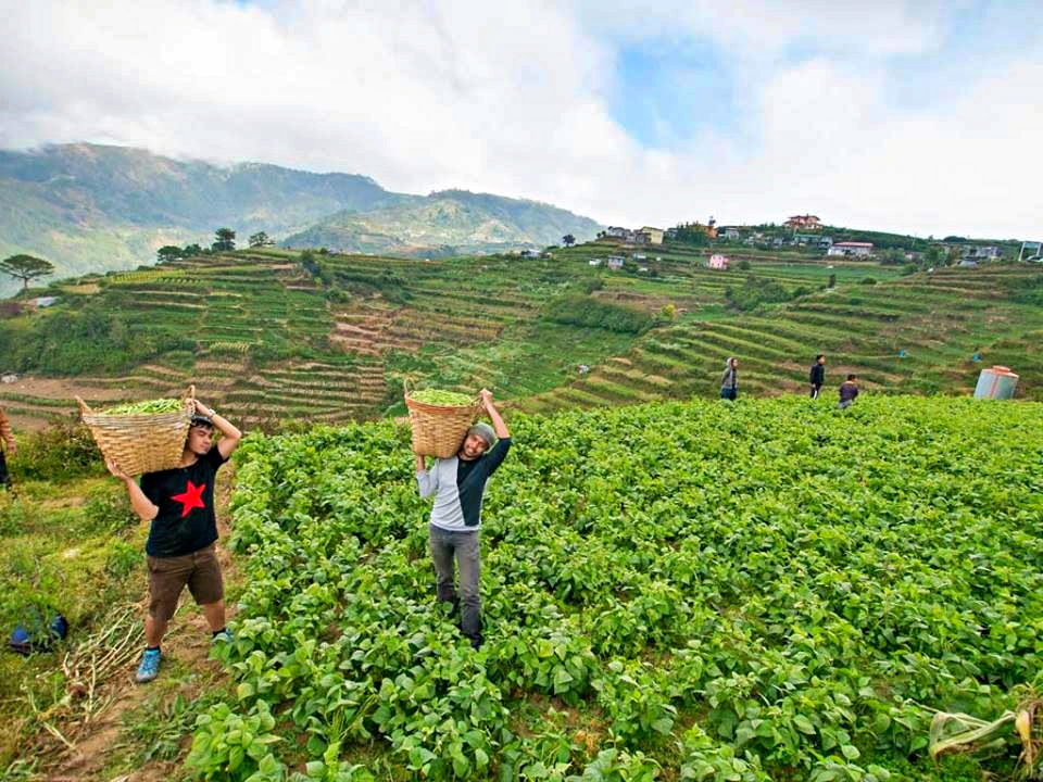 तरकारी खेतीबाटै करोडौँको मालिक