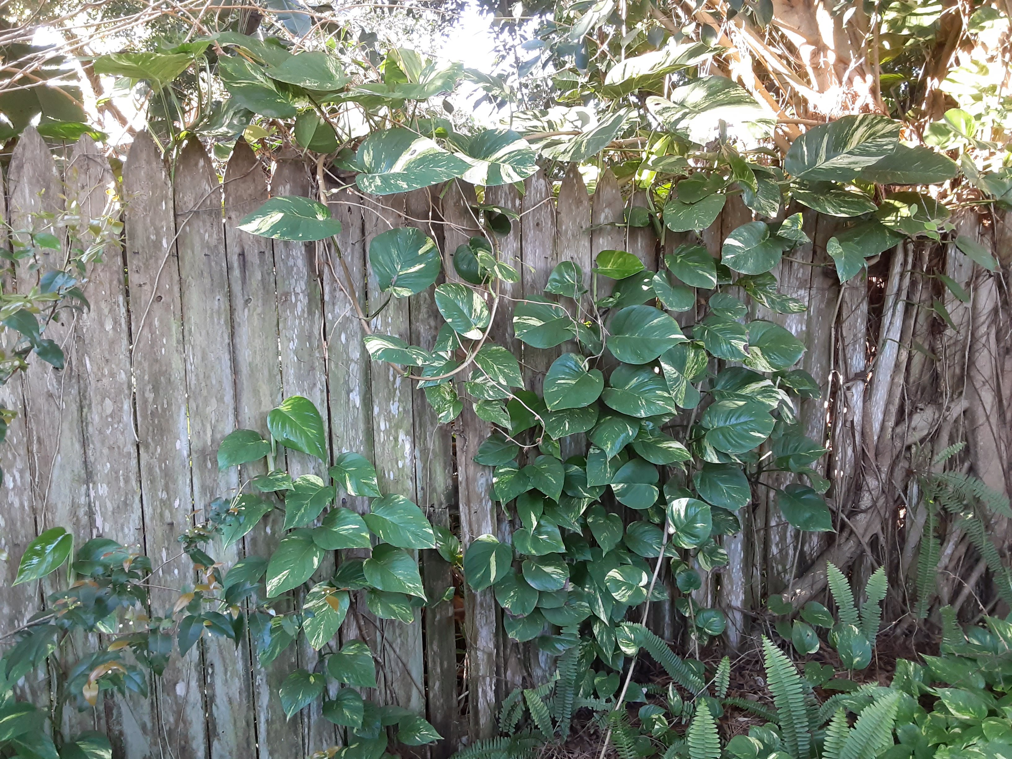 MadSnapper: Invasive Beauty of Pothos