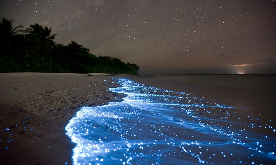 Blue Tears & Bioluminescence phenomenon back again in Miri! ~ ! BUJANG ...