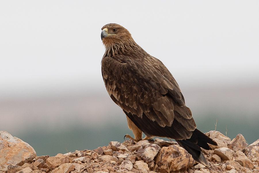 Birds of Saudi Arabia: Eastern Imperial Eagles - Ushaiqer
