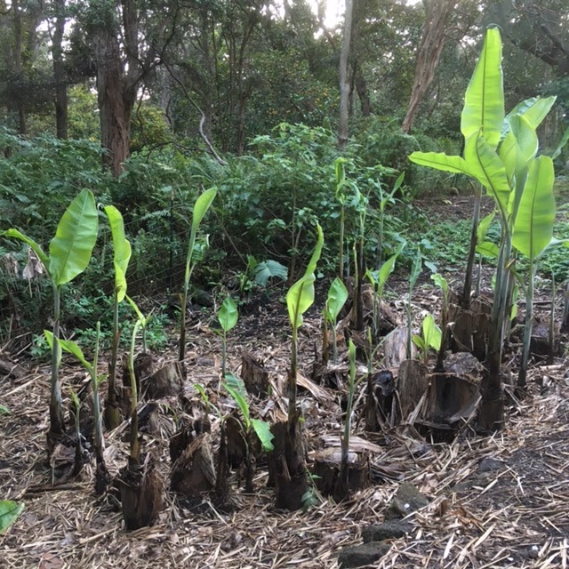 Homesteading in Hawaii: No More Tall Banana Trees For Me
