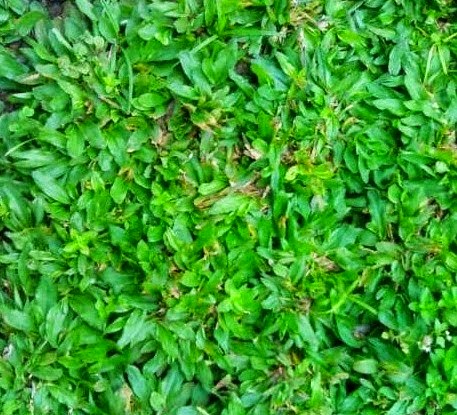 JUAL RUMPUT GAJAH MINI | SUPLIER RUMPUT GAJAH MINI | TUKANG RUMPUT ...