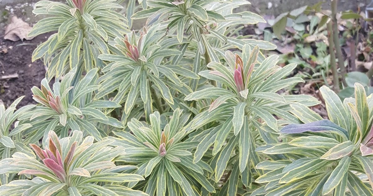 Planta perena - Euphorbia