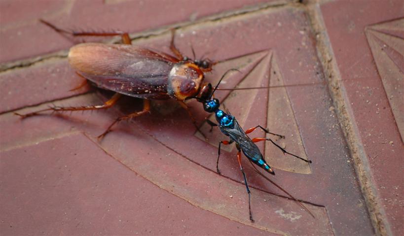 The Silent One: The Duel - Cockroach vs Jewel Wasp