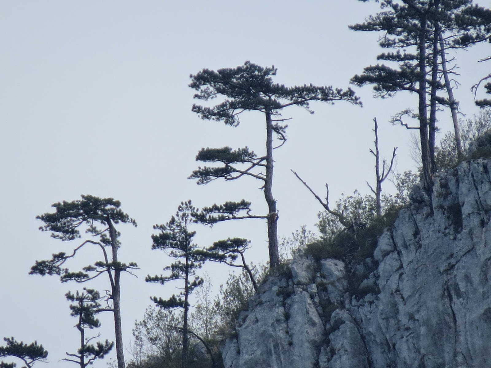 Baile Herculane Cazare: Pinul Negru de Banat