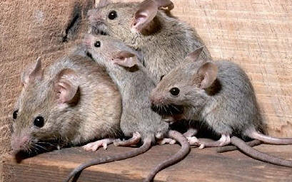 What about your saucepans?: The Rat