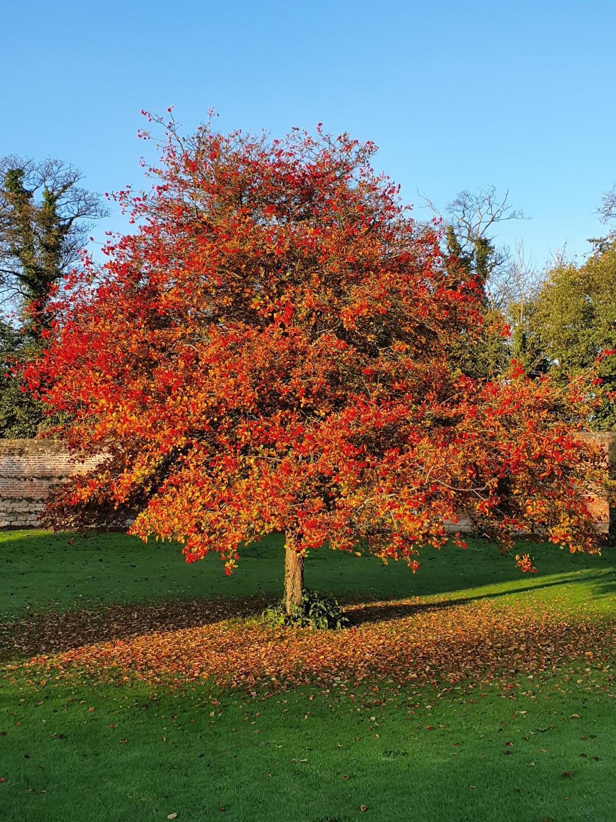 Gardener To The Big House: My Flower Of The week (Cockspur Hawthorn).