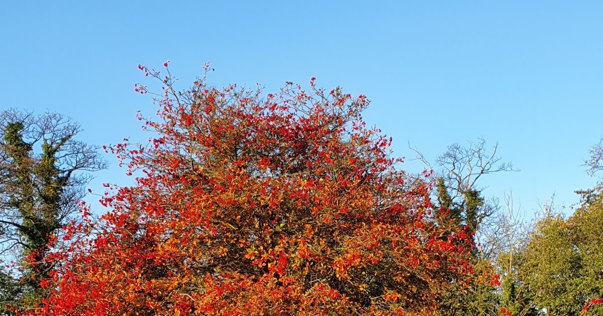 Gardener To The Big House: My Flower Of The week (Cockspur Hawthorn).