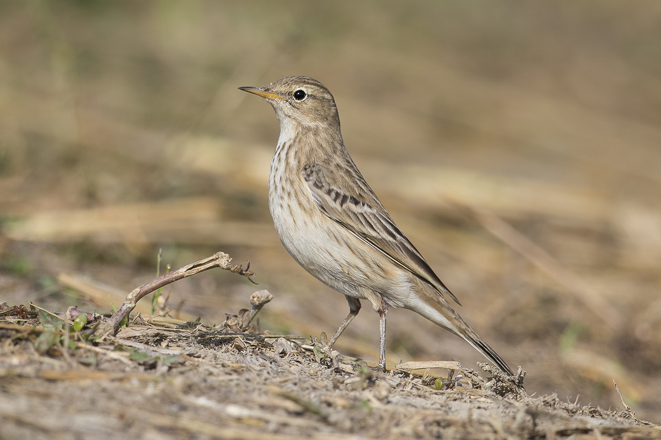 As The Crow Flies - a Hong Kong Birding Blog: Double Rarities - Chinese ...