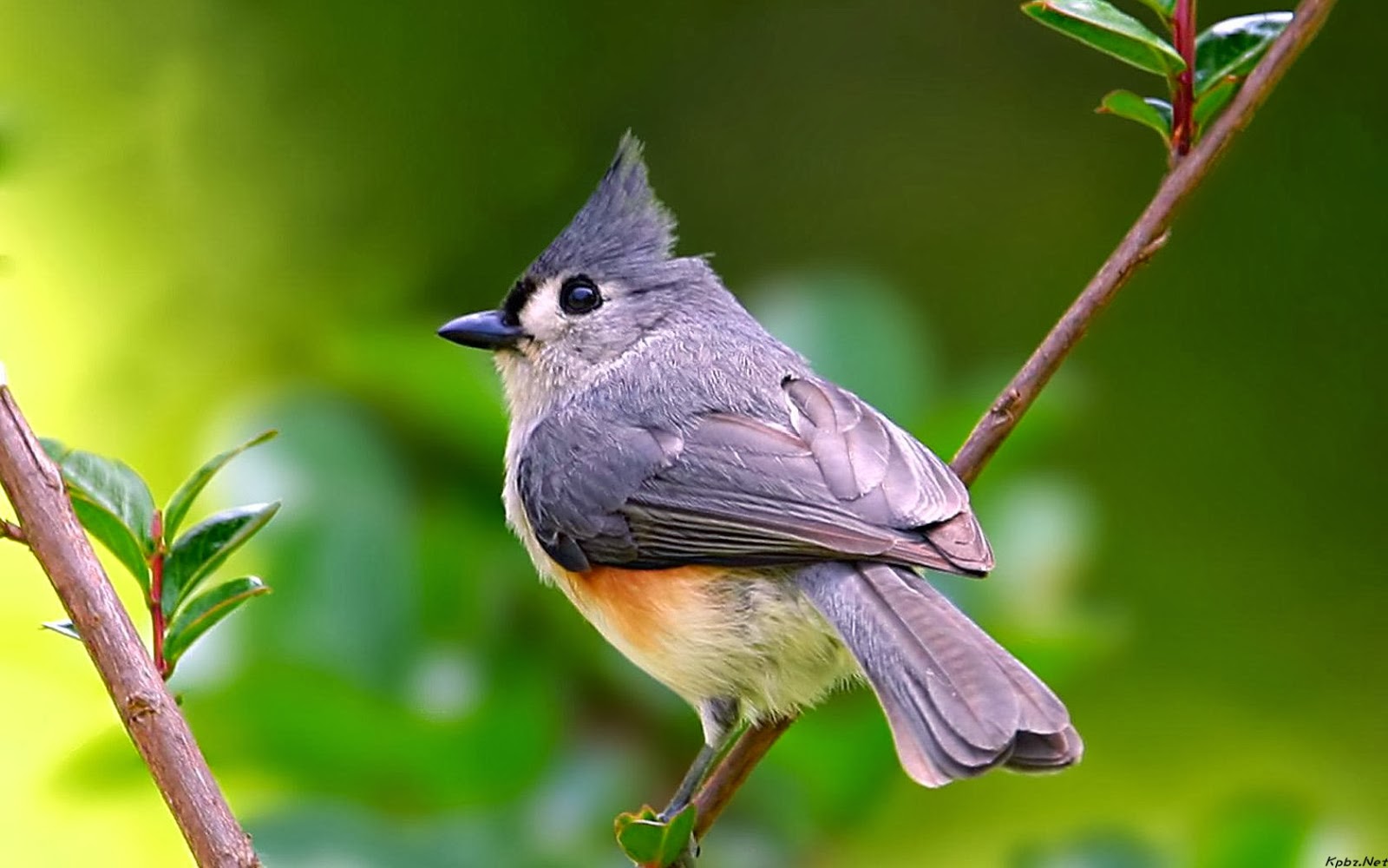 Tufted Titmouse - Pets