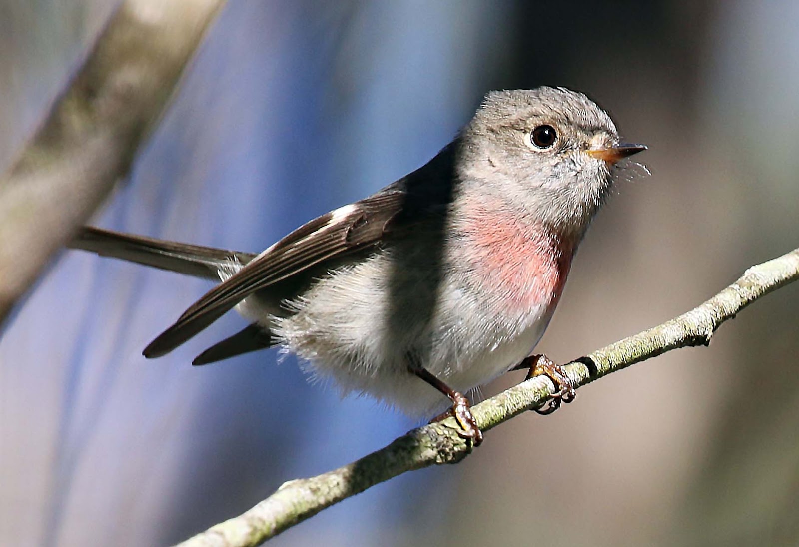 Pardalote Holt: August 2016