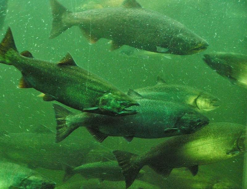 Salish Sea News and Weather: 10/1 Chinook threat, tidal power, fish ...