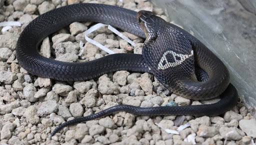 SPECIES OF SNAKES FOUND IN ASSAM