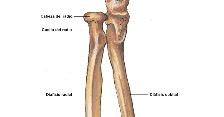 Med's08 Pro o.1: Video Miembro superior (Cubito y Radio)