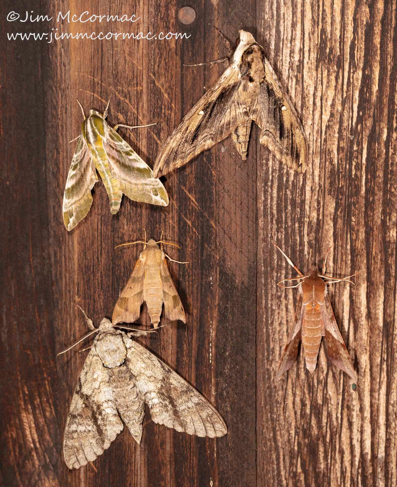 Ohio Birds and Biodiversity: An incredible mothing night: Part II