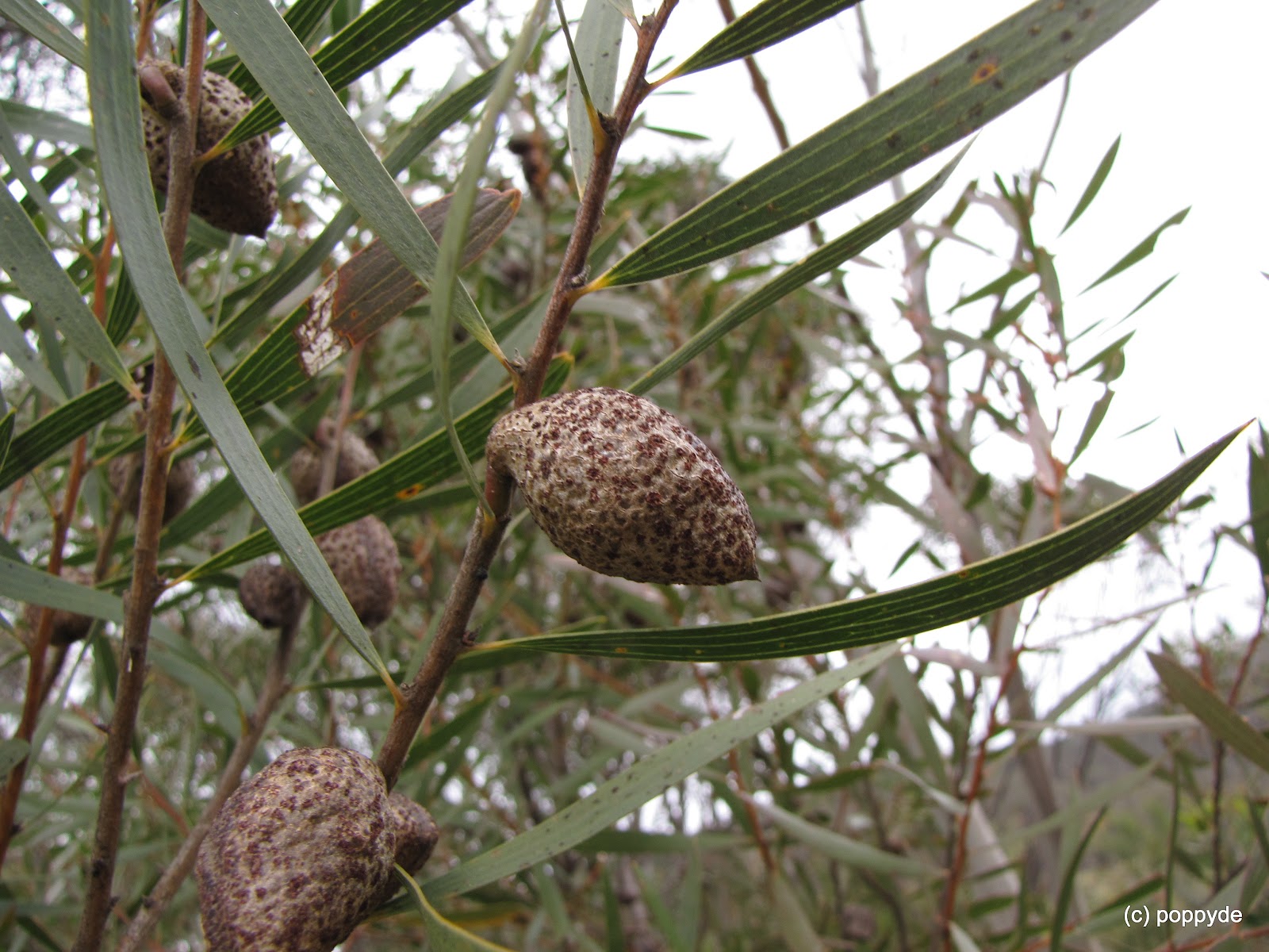 Sydney's Wildflowers and Native Plants: Hakea dactyloides - Broad ...