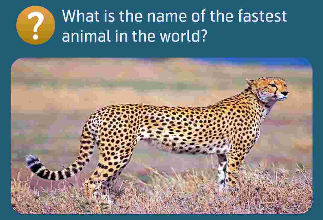 What Is The Name Of The Fastest Animal In The World what-is-the-name-of-the-fastest-animal-in-the-world