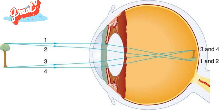 HOW CAN WE SEE THROUGH OUR EYES