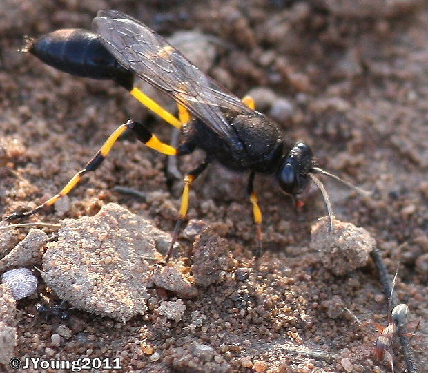 South African Photographs: Mud Dauber Wasp (Sceliphron spirifex) Sphecidae
