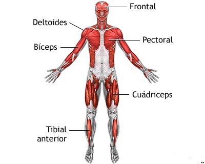 Musculos Del Cuerpo Humano Imagenes Y Nombres