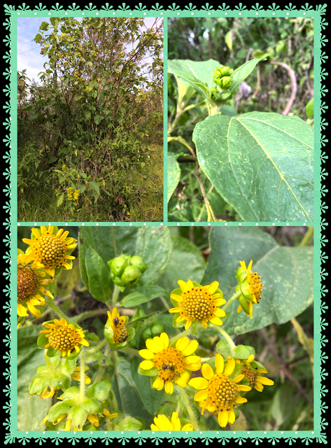 Backtoeden: Arboloco (Smallanthus pyramidalis. Triana./H. Rob.)
