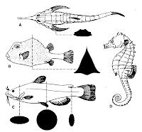 MORFOLOGI IKAN ~ MEDIA PENYULUHAN PERIKANAN PATI