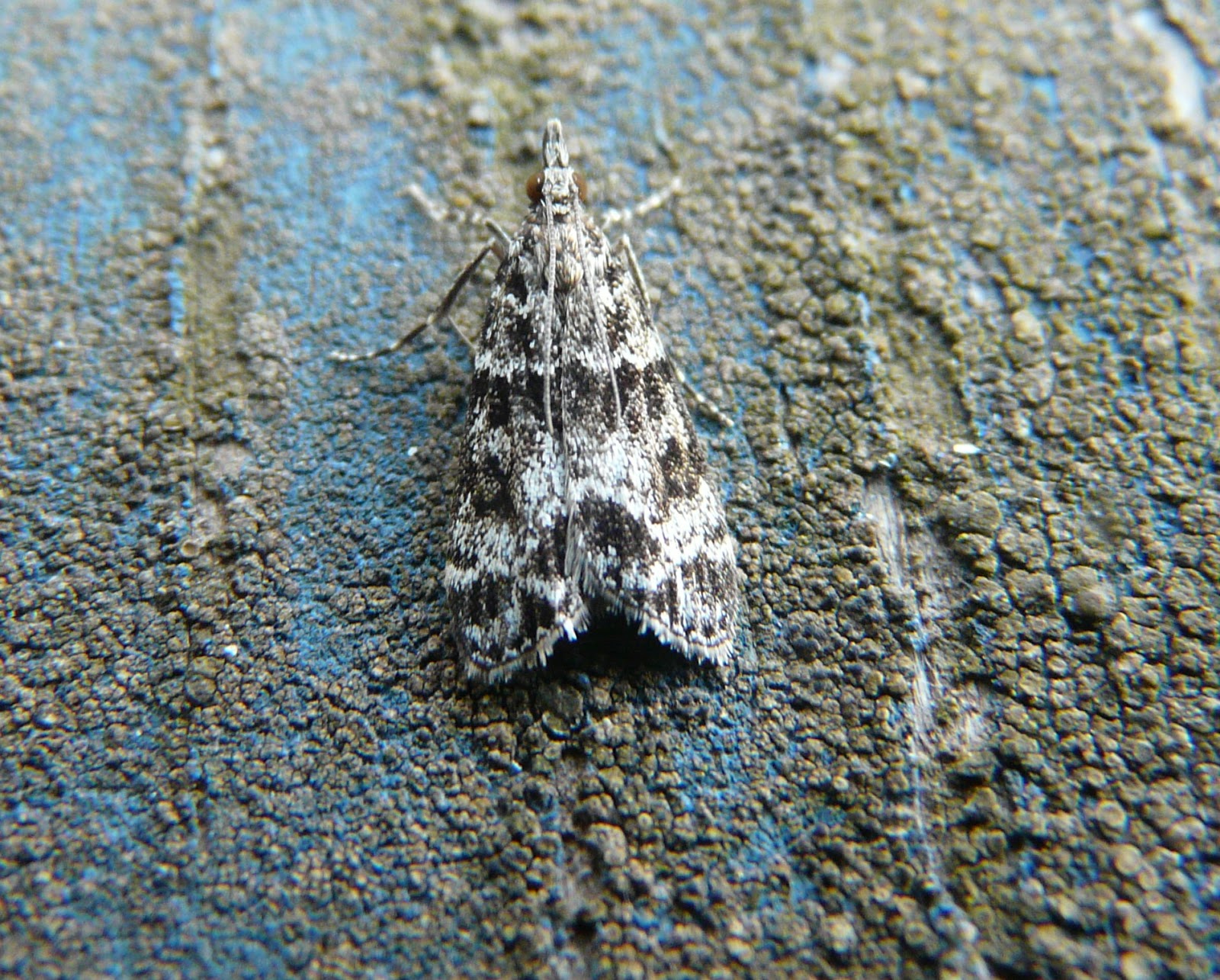 birdingexmouth: Aquatic Moths