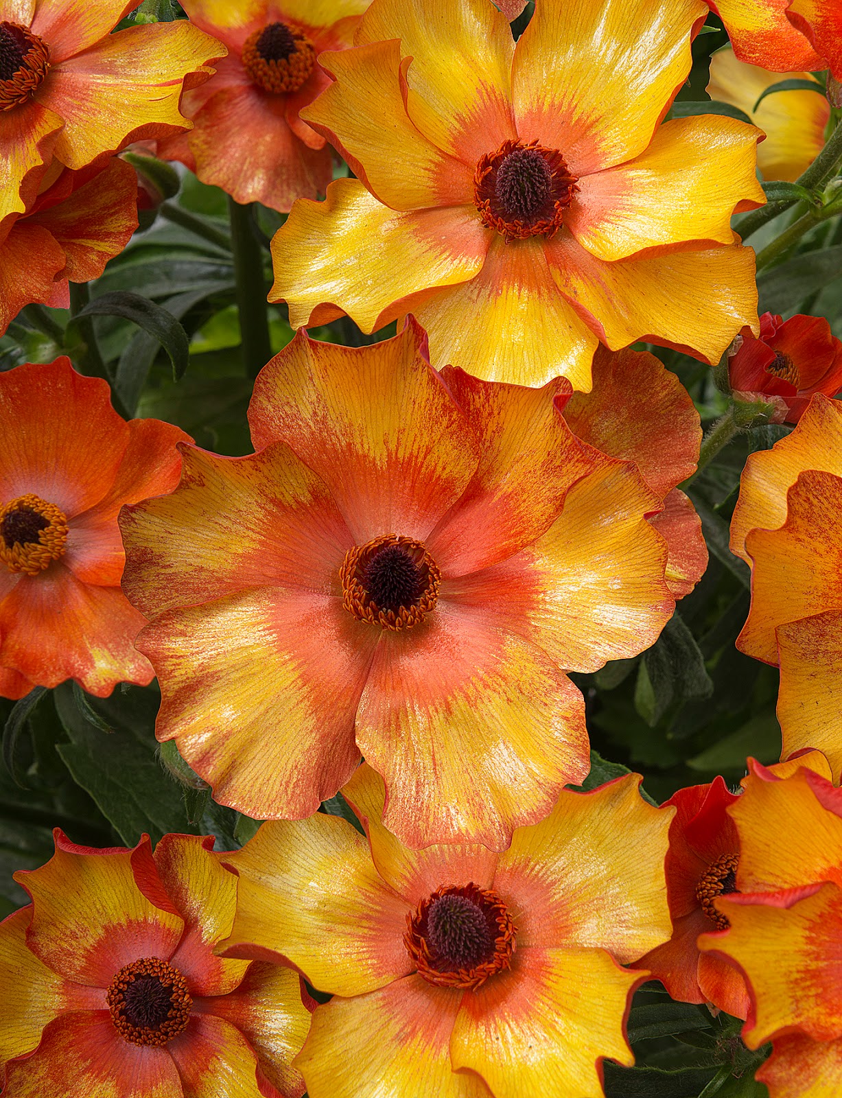 Flower Talk: Butterfly Ranunculus Primer