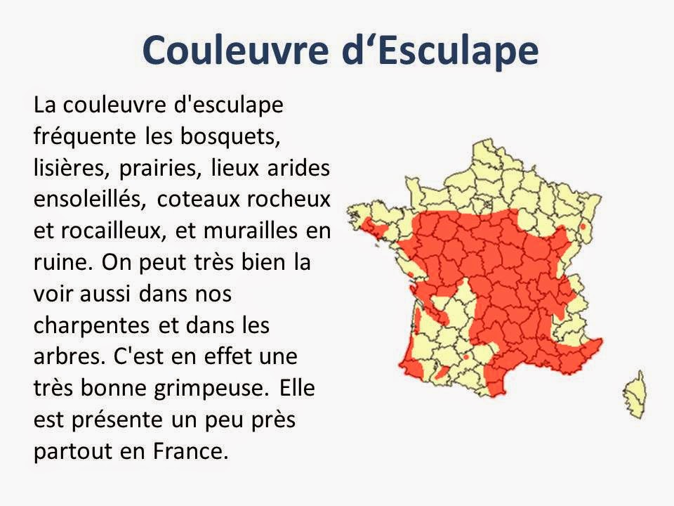 Images Serpents En France – Univers Reptiles