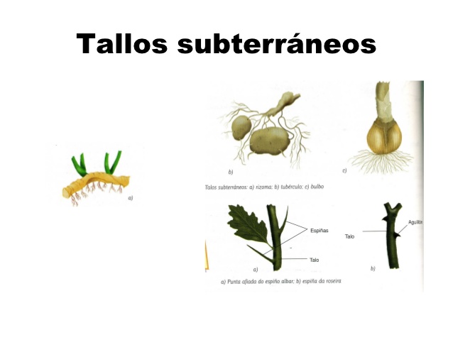 LAS PARTES DE LA PLANTA: junio 2015