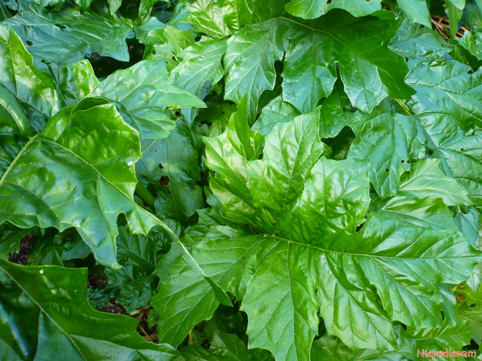 niepodlewam: Akant: uprawa, choroby i szkodniki