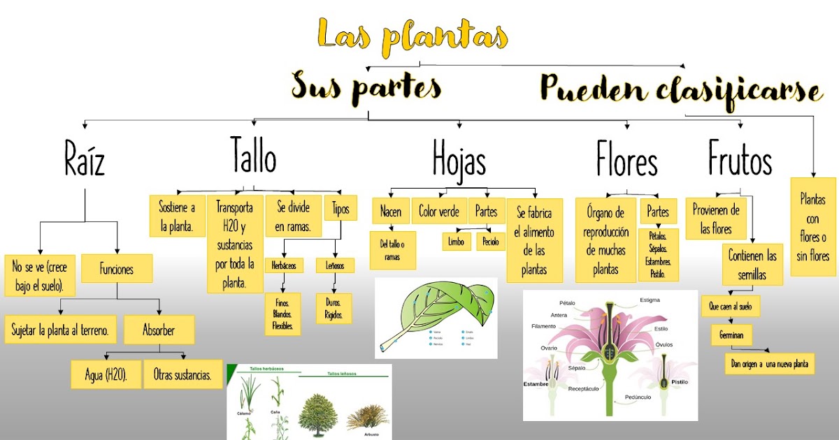 Esquemas de las partes de una plantas y las plantas con flores.