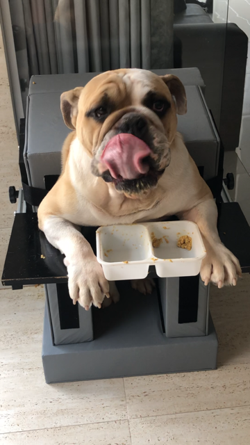 megaesôfago em cães uma viagem ao desconhecido - PetEscadas