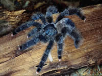 Insecte: Pze reusite cu insecte,artropode sau arahnide: