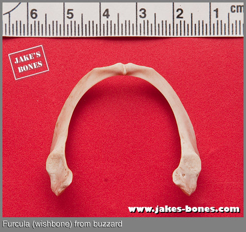 Buzzard skeletons (and bird skeletons in general) : Jake's Bones