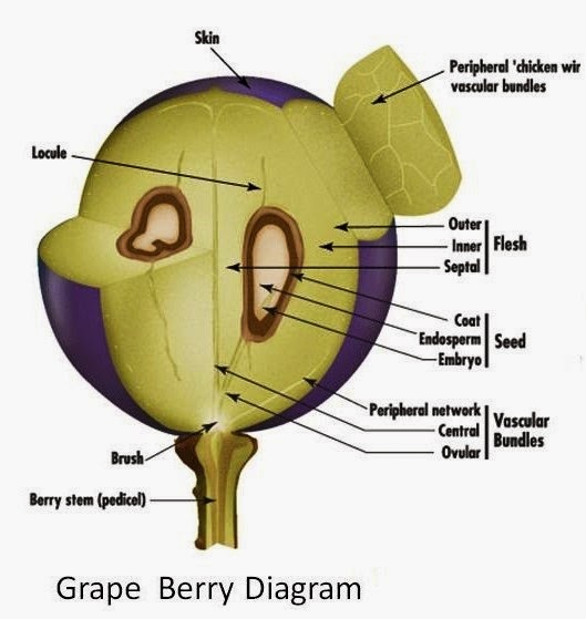 Urbina Vinos Blog: Parts of a Grapevine and the Yearly Growth Cycle