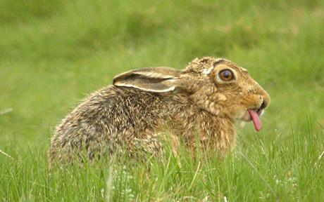 The Beauty Of The Hare