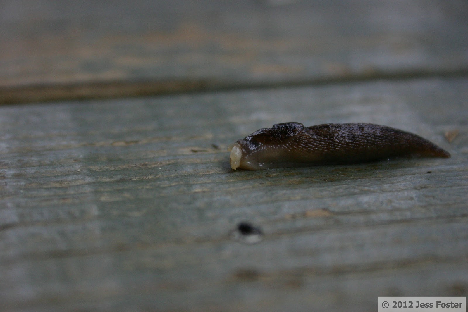 Sluggin' Along: Infected Slugs: Case #5