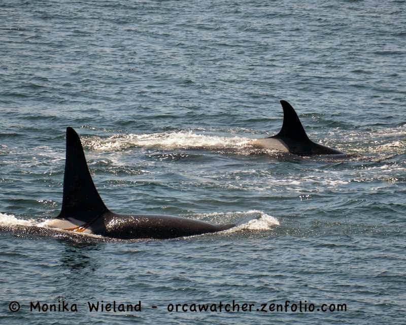 Orca Watcher: June 3: All of J-Pod and the L12s