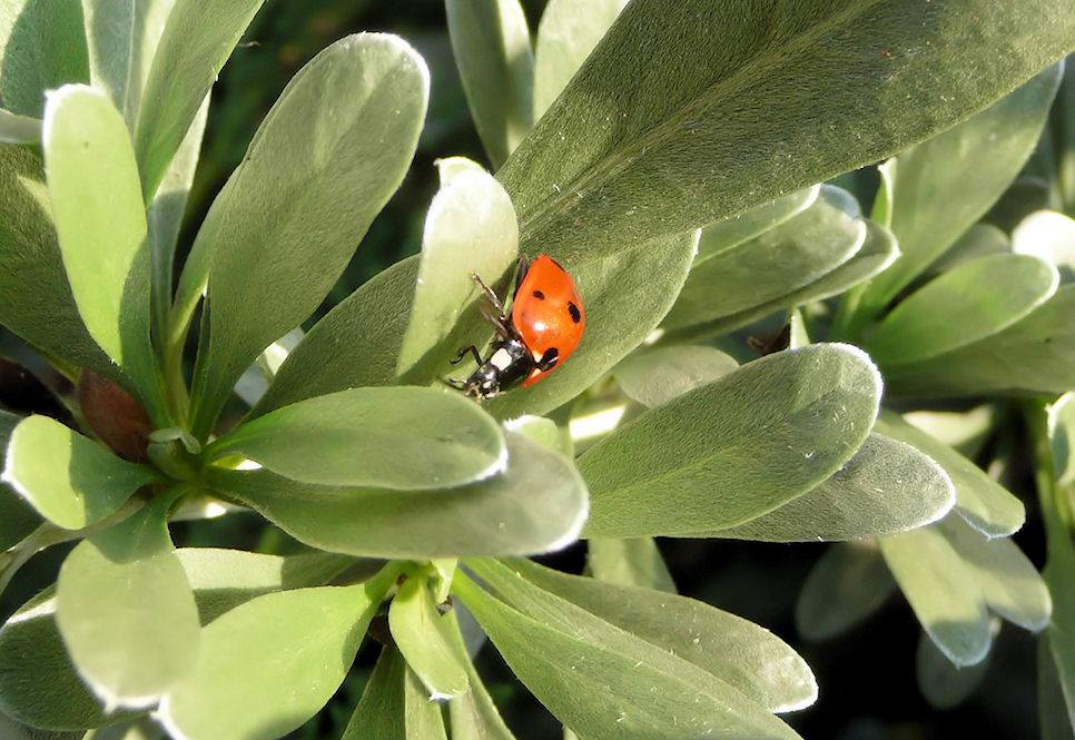 ...COQUELICOTS, COQUILLAGES...et BELLES PAGES !: Les coccinelles posent ...