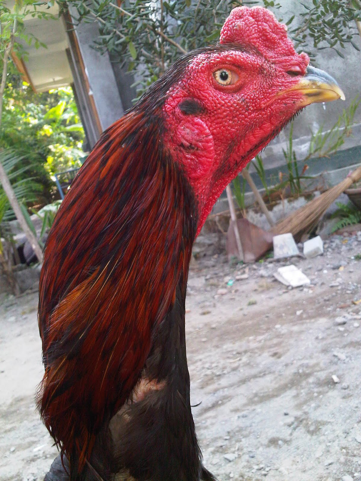 PETERNAKAN AYAM BANGKOK IMPORT: PEJANTAN IMPORT