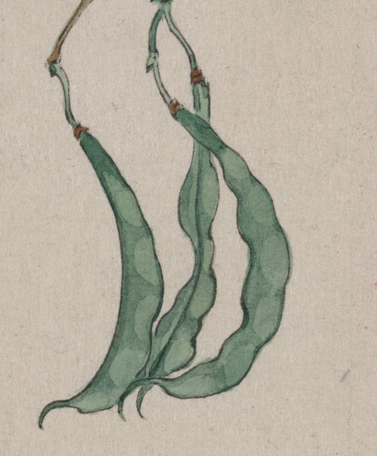 The Promise of Seeds: Magic in a Packet: Art of the Bean - circa 1878 ...