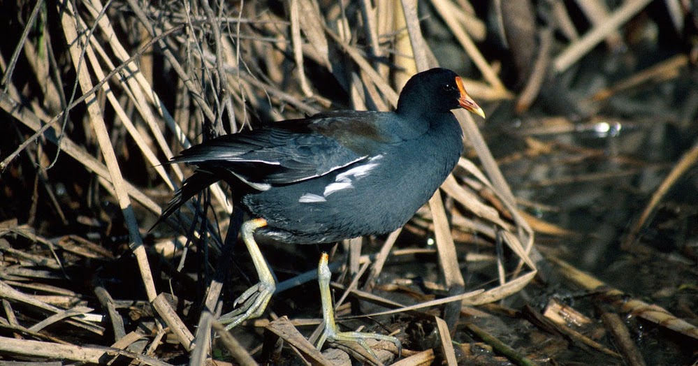 COMMON GALLINULE