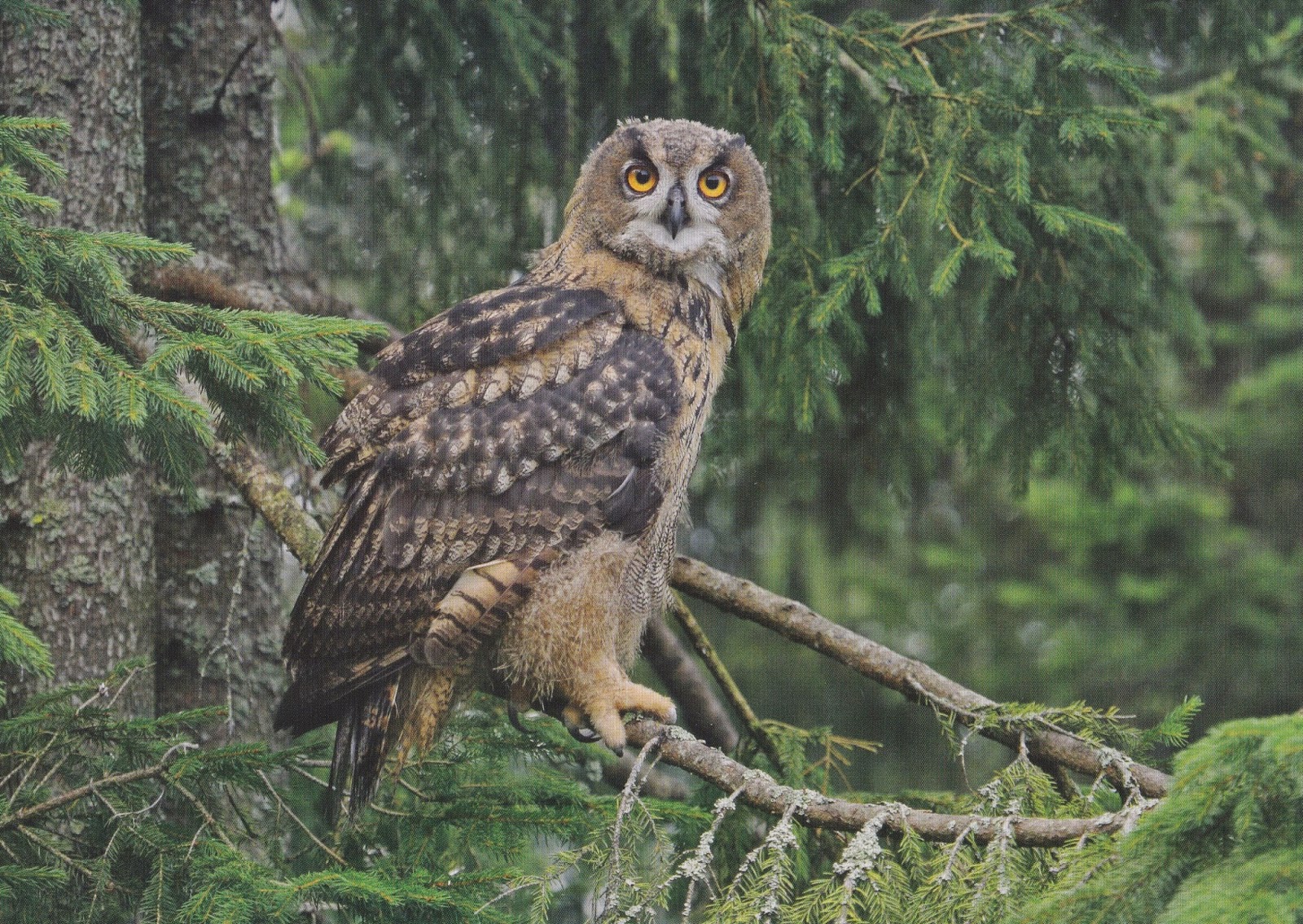 Samlerbloggen: Hubro