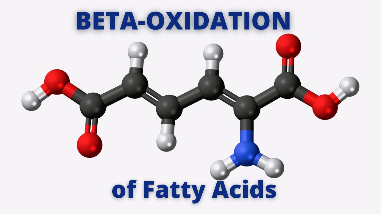 Beta oxidation, Beta oxidation pathway and its regulation