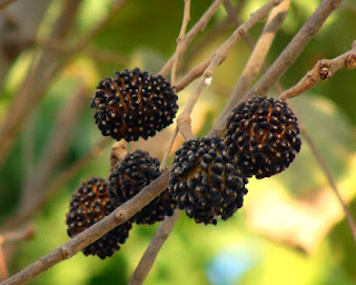 Santa Marta, sus especies vegetales : GUÁCIMO (Guazuma ulmifolia Lam)