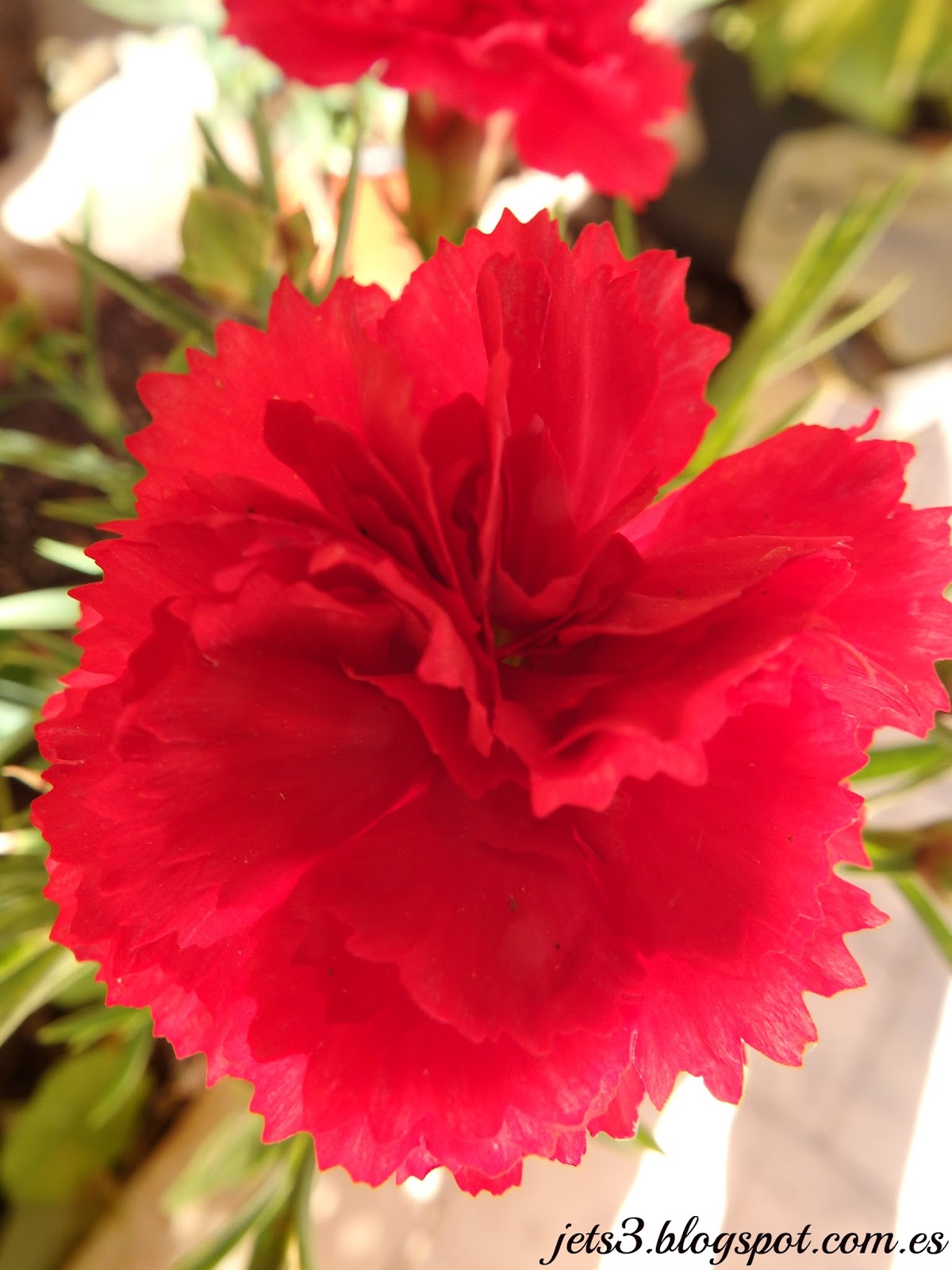 Dianthus caryophyllus (Clavel)